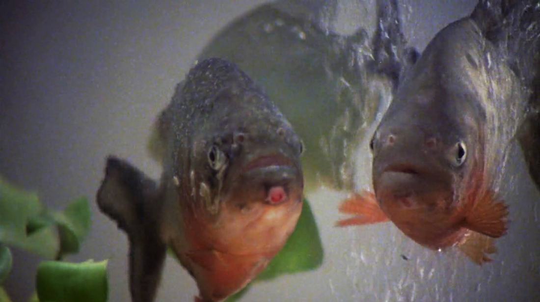 Review- Killer Fish (1979) – meathookcinema.com
