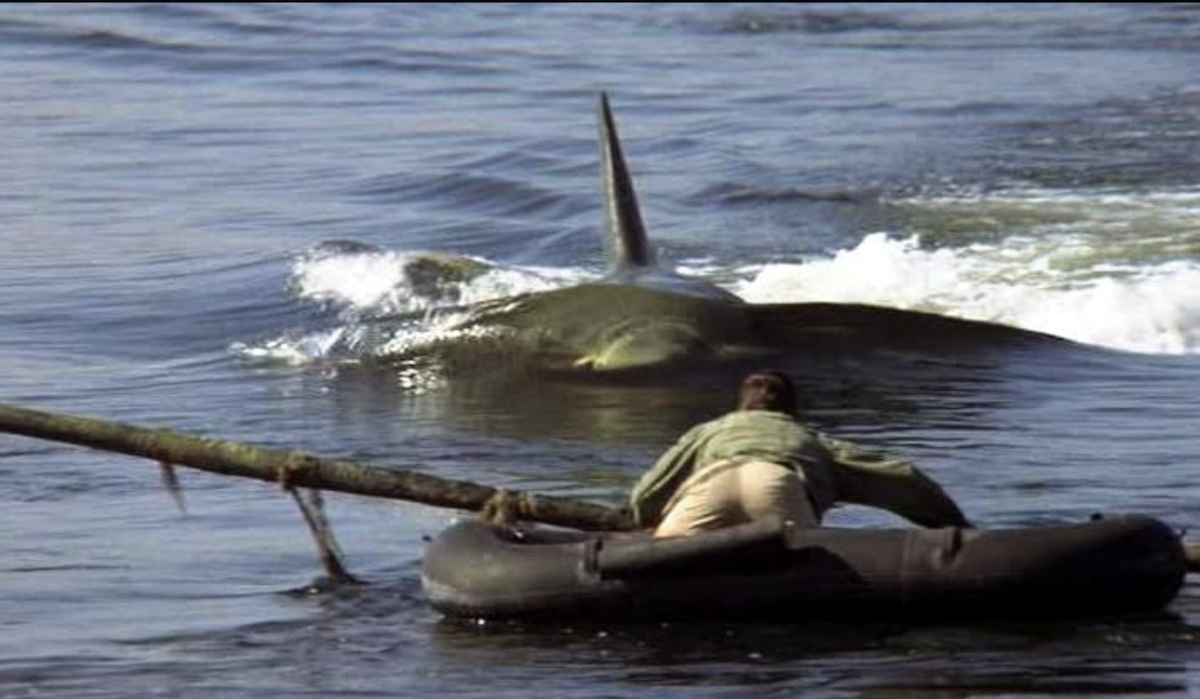 Review- Jaws 2 (1978) – Meathook Cinema